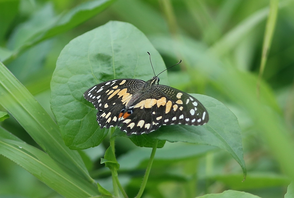 Lime Swallowtail in July 2023 by Goofy Ko · iNaturalist