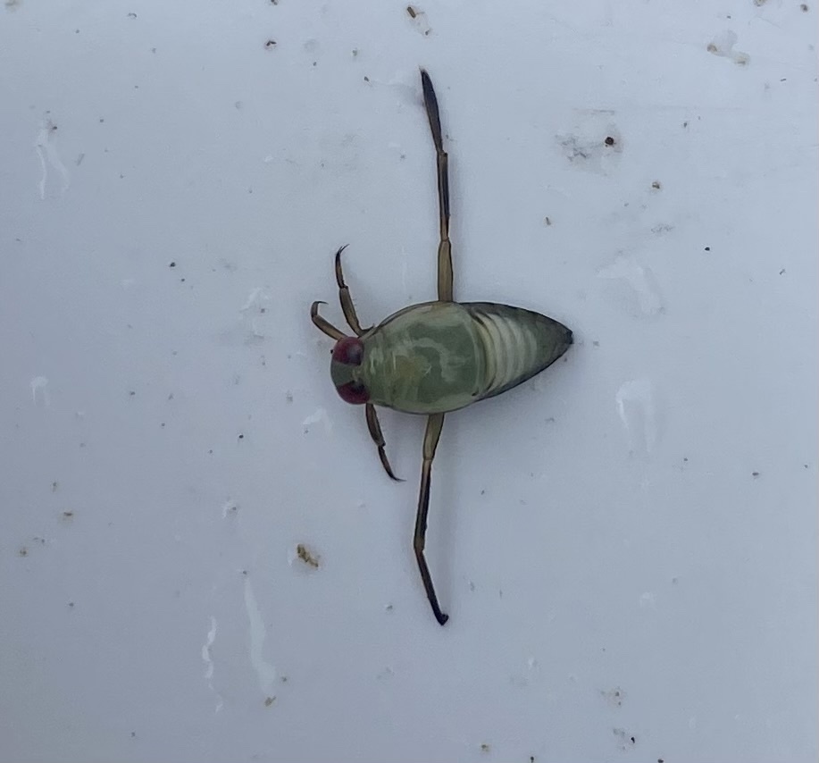 Milky Backswimmers from Monson Rd, Monson, MA, US on July 29, 2023 at ...