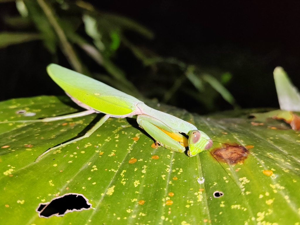 Hierodulini from Jeram, Perak, Malaysia on July 29, 2023 at 09:54 PM by ...