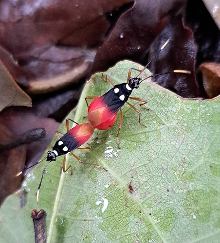 Dindymus pulcher · iNaturalist United Kingdom