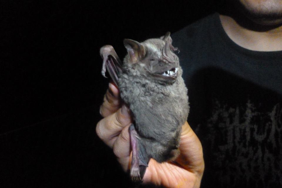 Jamaican Fruit-eating Bat from Uruapan, Mich., México on June 17, 2017 ...