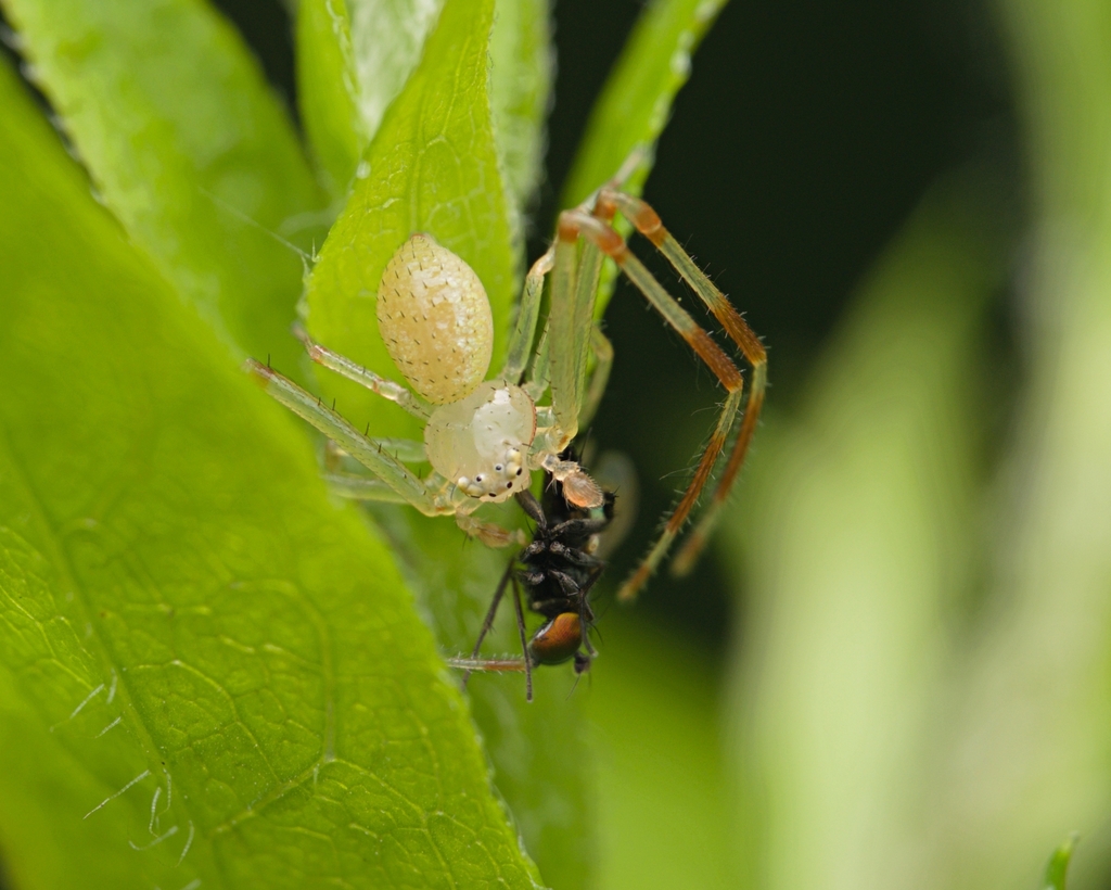 American Green Crab Spider in July 2023 by Kenneth Geisert · iNaturalist
