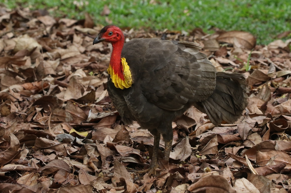 Megapodes (Megapodiidae) - Avian Discovery