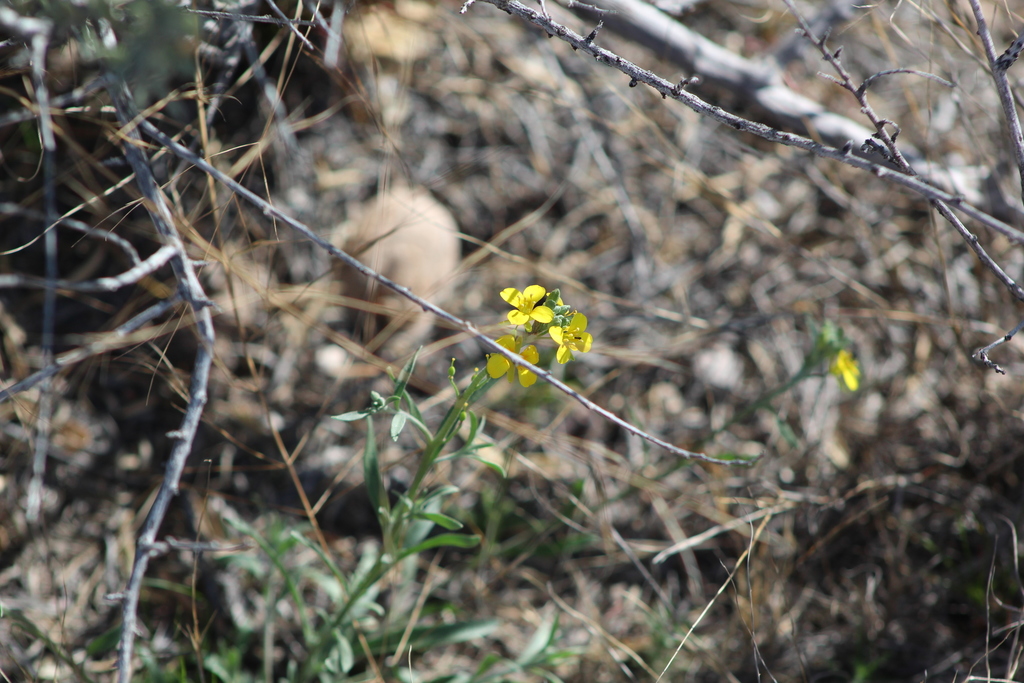 Gordon's bladderpod from Tucson, AZ, USA on January 22, 2019 at 02:09 ...