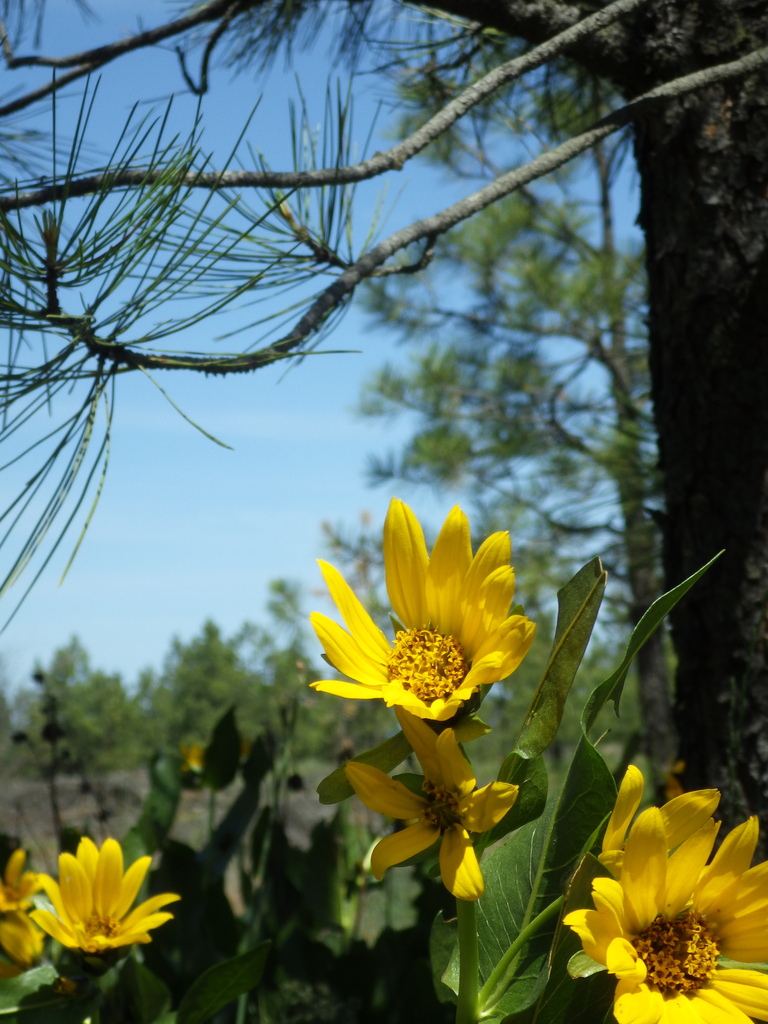 northern mule's ears from Spokane, Washington, United States on May 13 ...