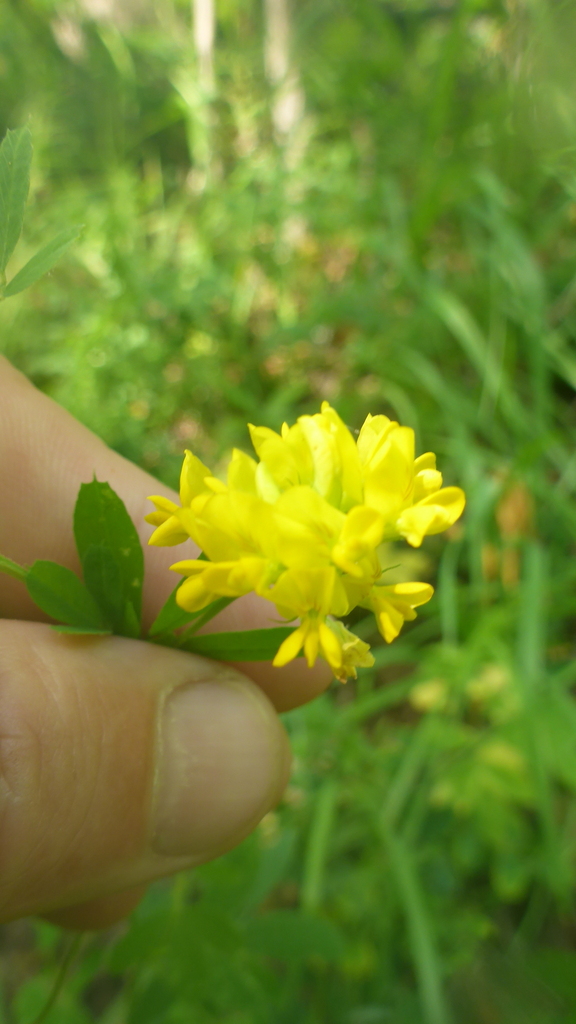 sickle alfalfa from Заиграевский р-н, Респ. Бурятия, Россия on July 27 ...