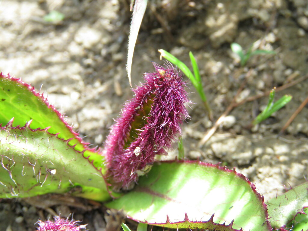 plants from South Rumphi area of Nyika NP, Malawi on December 29, 2020 ...