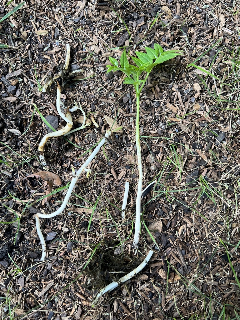 tree-of-heaven from Point Pleasant Rd, Chattanooga, TN, US on July 29 ...