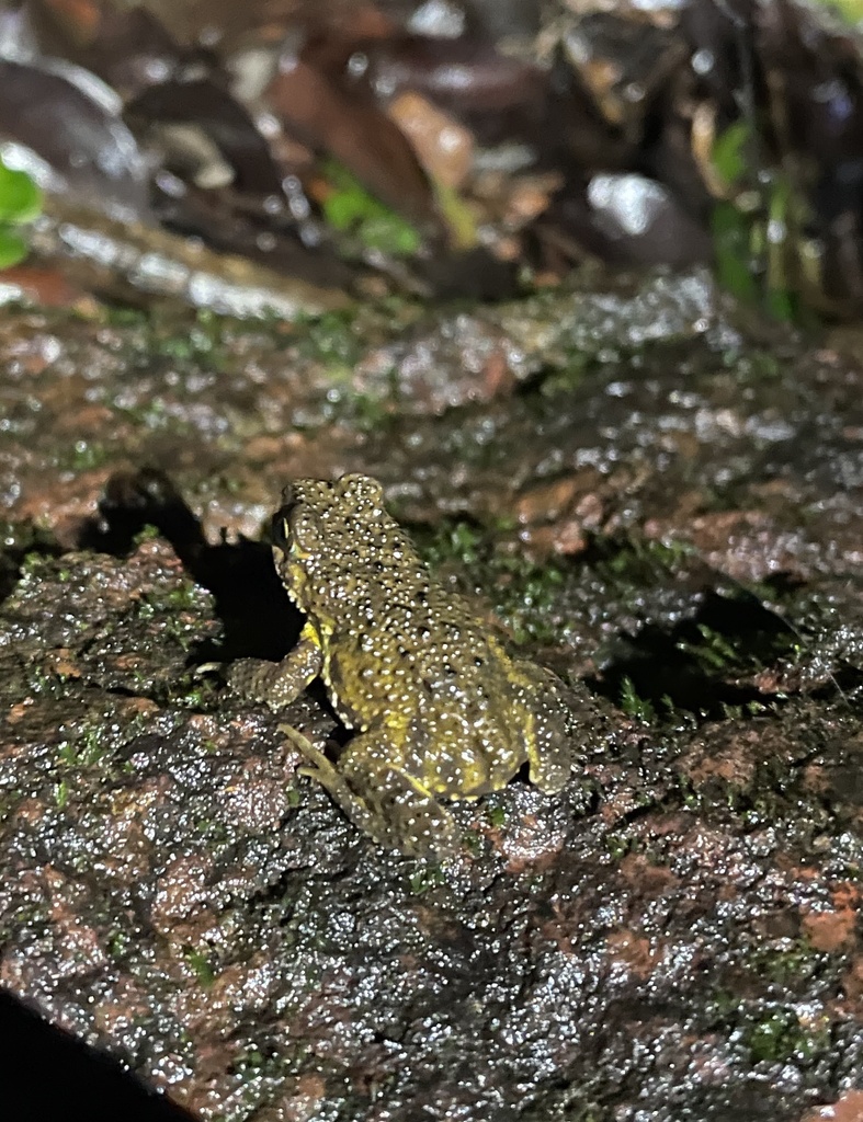 Amboli Tiger Toad in July 2023 by aartisingh · iNaturalist