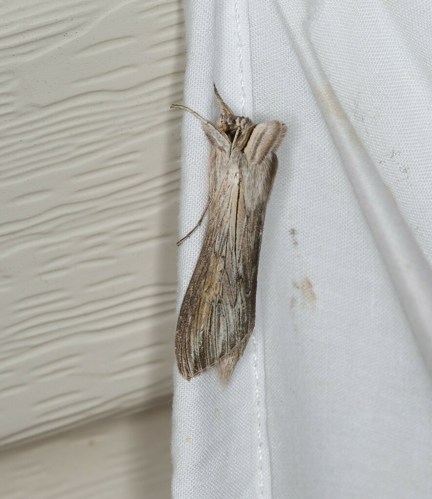Shark Moth from Mont-Joli, QC, Canada, 1101 rue Lussier on July 30 ...