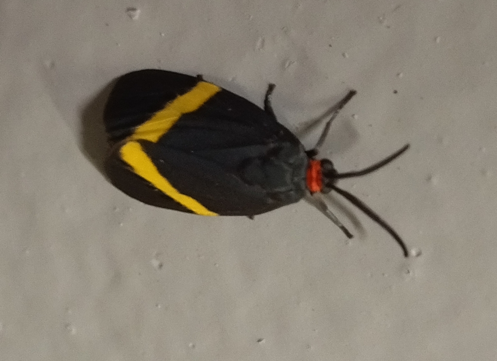 Pidorus gemina from 西貢區 on July 30, 2023 by hahahamo · iNaturalist