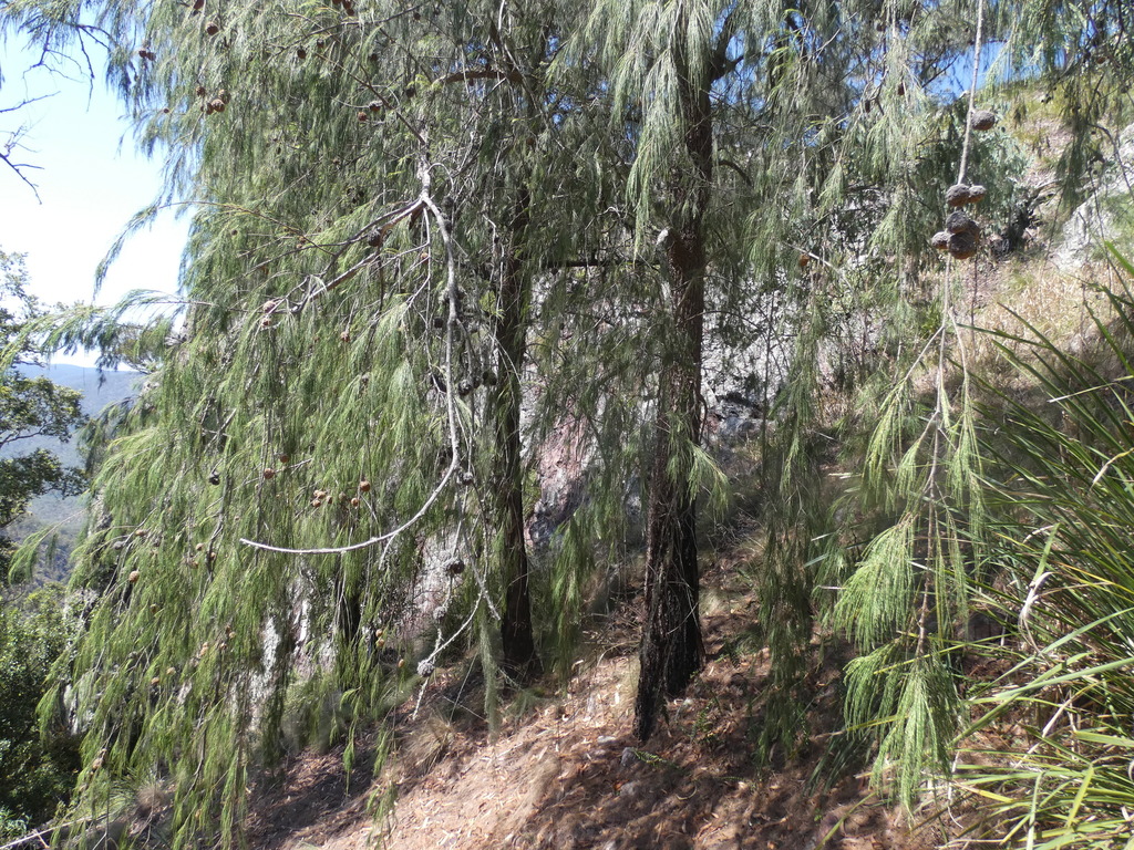Forest sheoak from Yarrowitch NSW 2354, Australia on January 19, 2019 ...