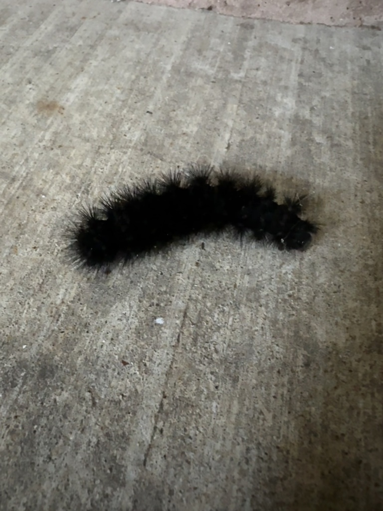 Giant Leopard Moth from Harlan Rd, Seagoville, TX, US on July 30, 2023 ...