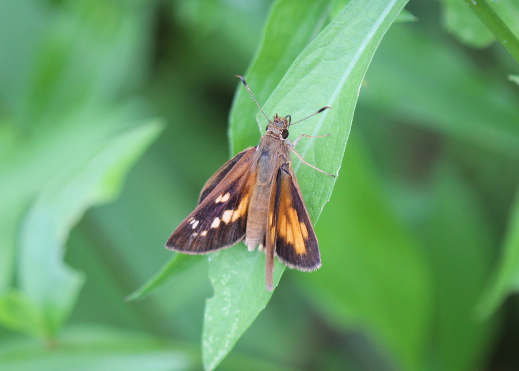 Broad-winged Skipper from Windham, NH 03087, USA on July 25, 2023 at 12 ...