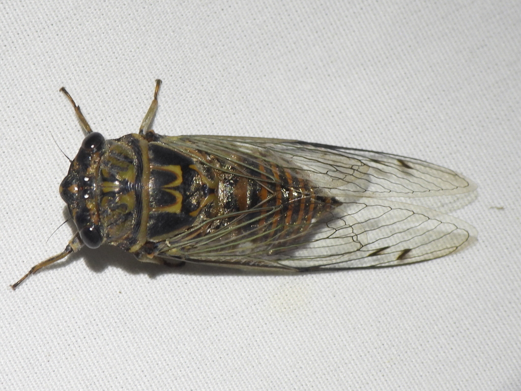 Texas Dog-day Cicada from Hood County, TX, USA on July 29, 2023 at 11: ...