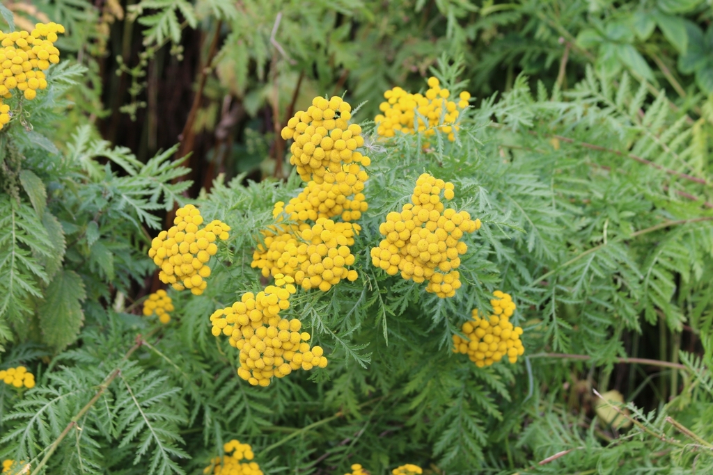 tansy from Idle Valley Nature Reserve, North Road, Retford DN22 8RQ, UK ...