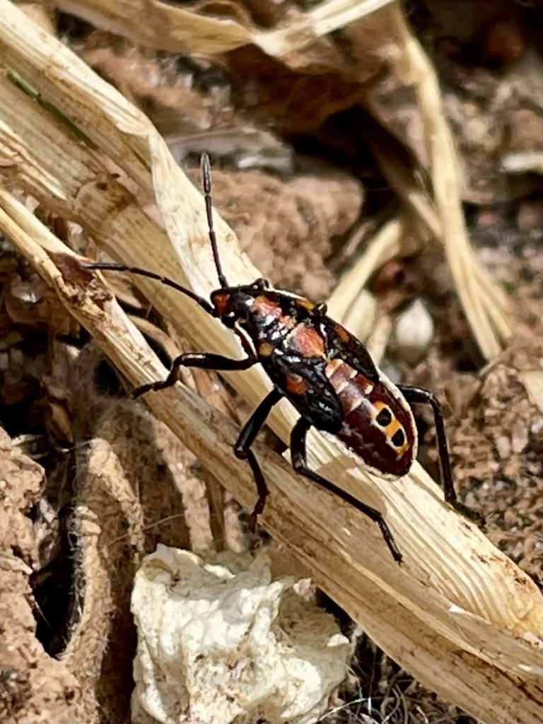 Spilostethus pandurus from Tsavo East National Park, Voi, Taita Taveta ...