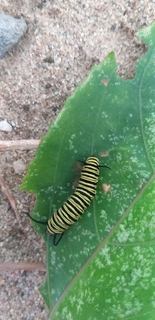 Southern Monarch from Esperança, Laguna - SC, 88790-000, Brasil on July ...
