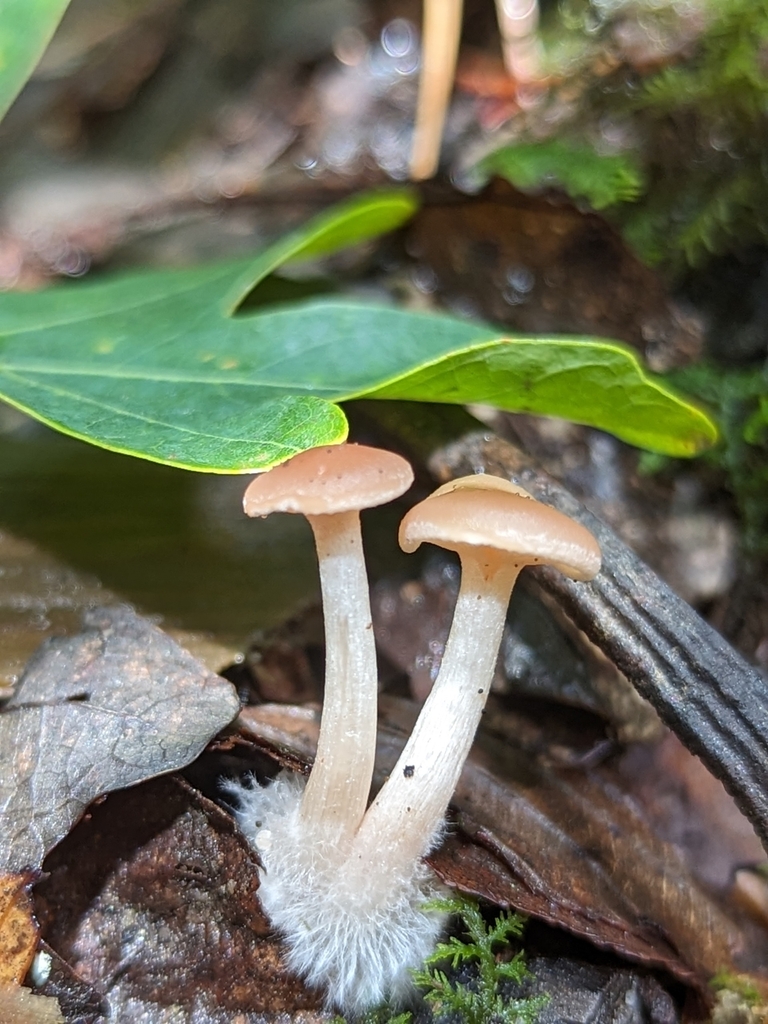 Basidiomycete Fungi from North Carolina on July 30, 2023 at 11:42 AM by ...