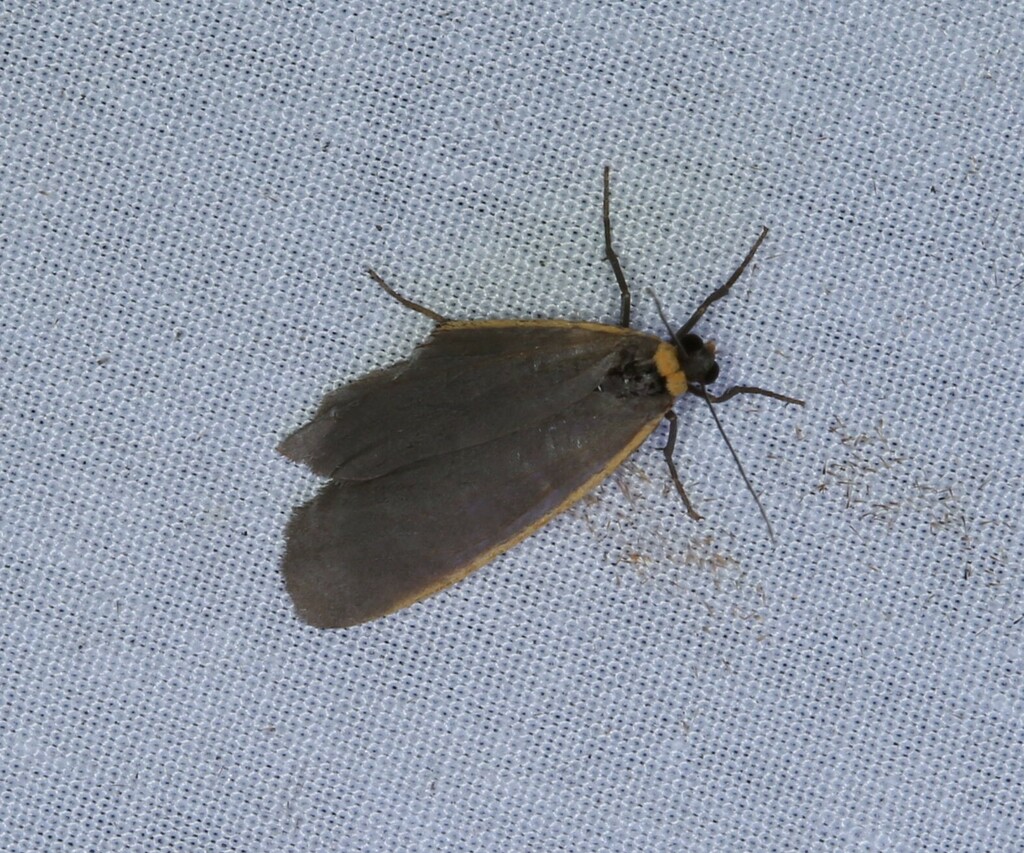 Bicolored Moth from Mont-Joli, QC, Canada, 1101 rue Lussier on July 29 ...
