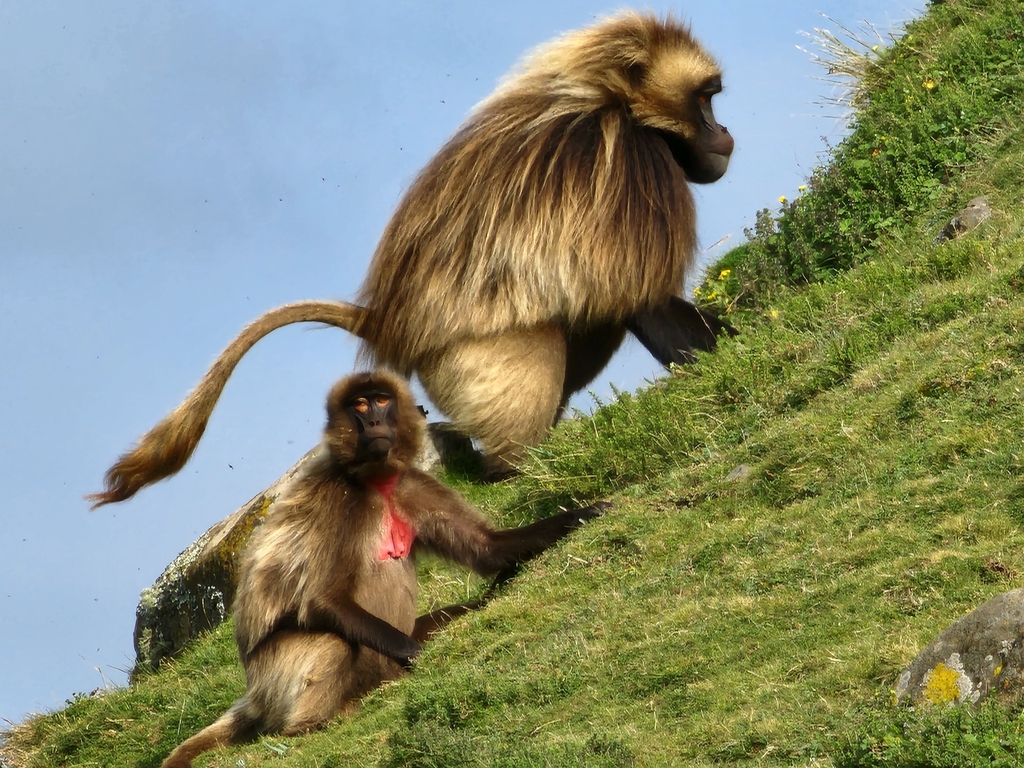 Geladas (Theropithecus) - Know Your Mammals
