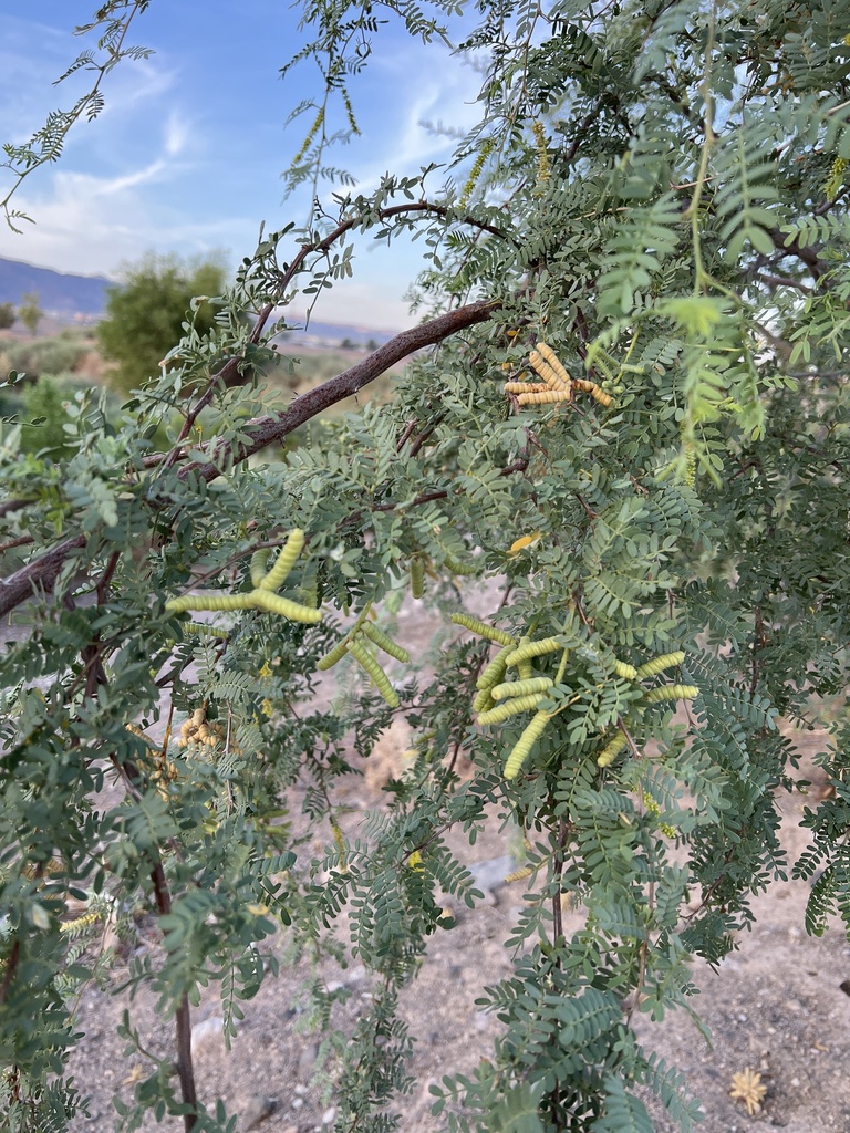 screwbean mesquite from Clark County, US-NV, US on July 30, 2023 at 06: ...