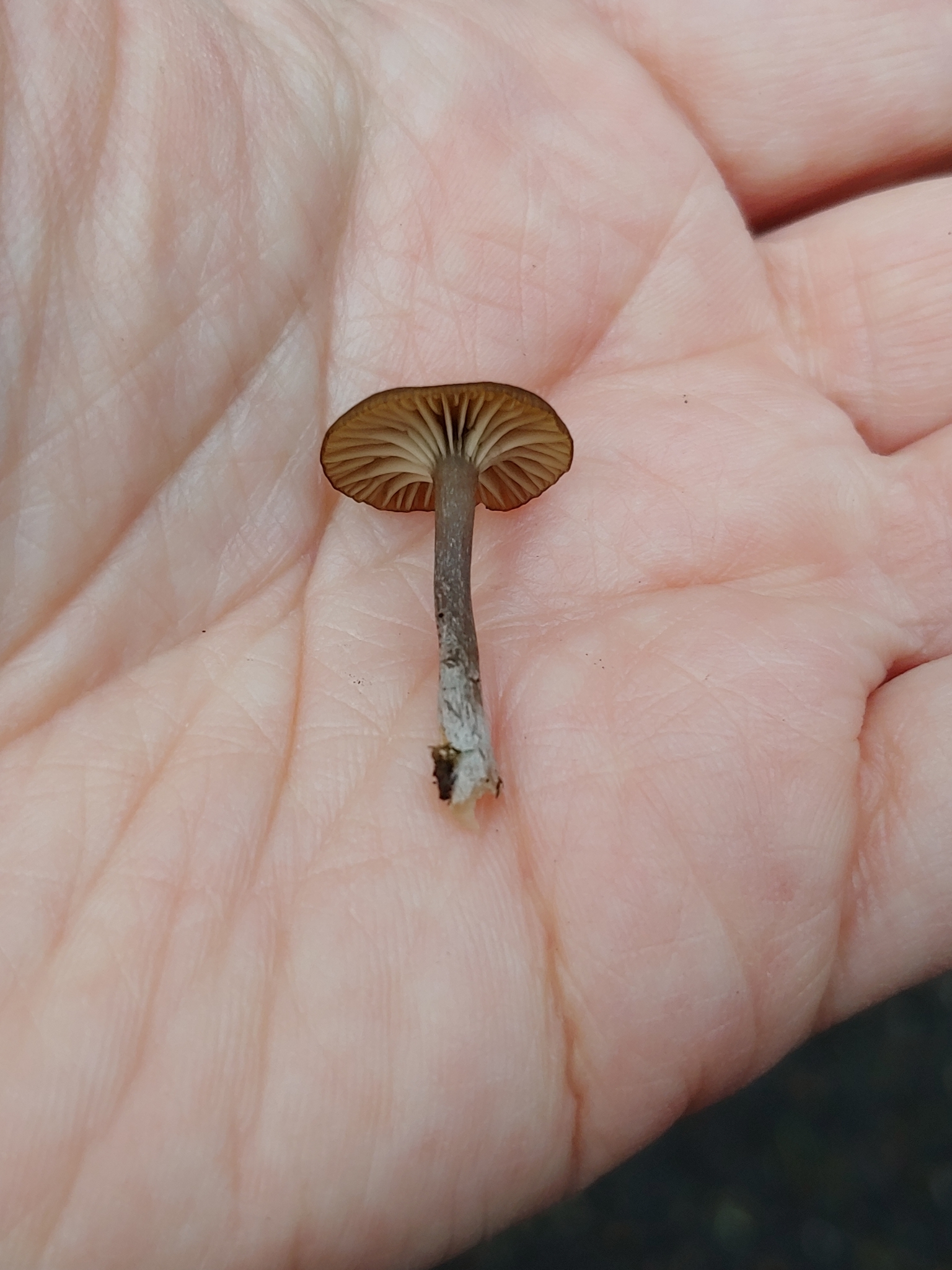 Arrhenia obscurata (D.A.Reid) Redhead, Lutzoni, Moncalvo & Vilgalys