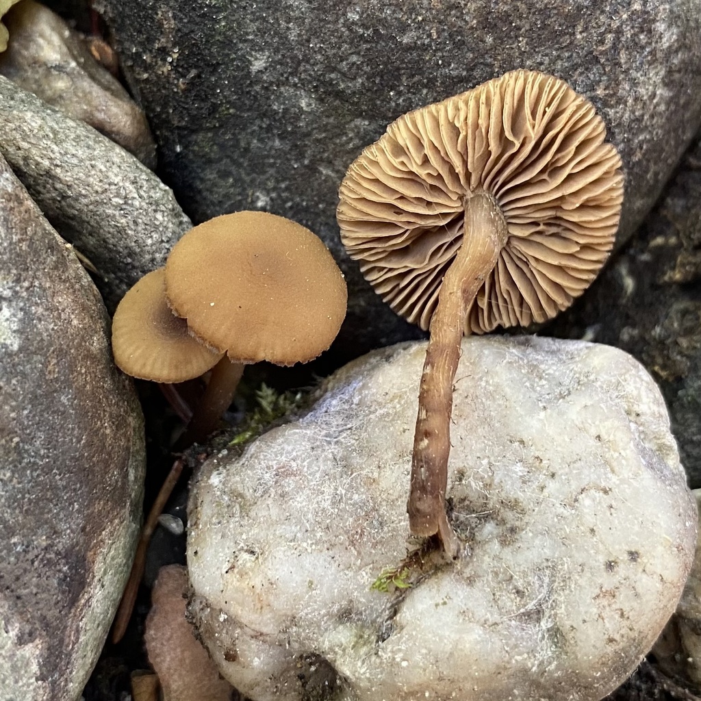 Ochre Aldercap from Custer Gallatin National Forest, Gallatin Gateway ...