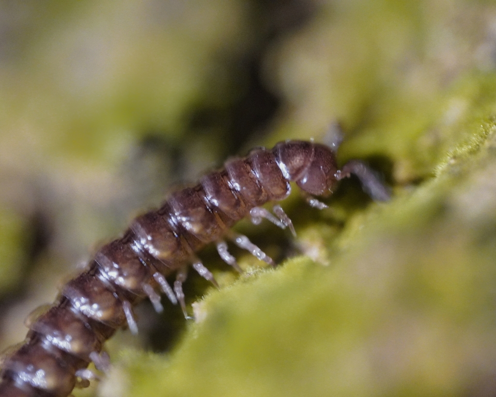 Dalodesmidae from 5000000 Puerto Saavedra, Saavedra, Araucanía, Chile ...