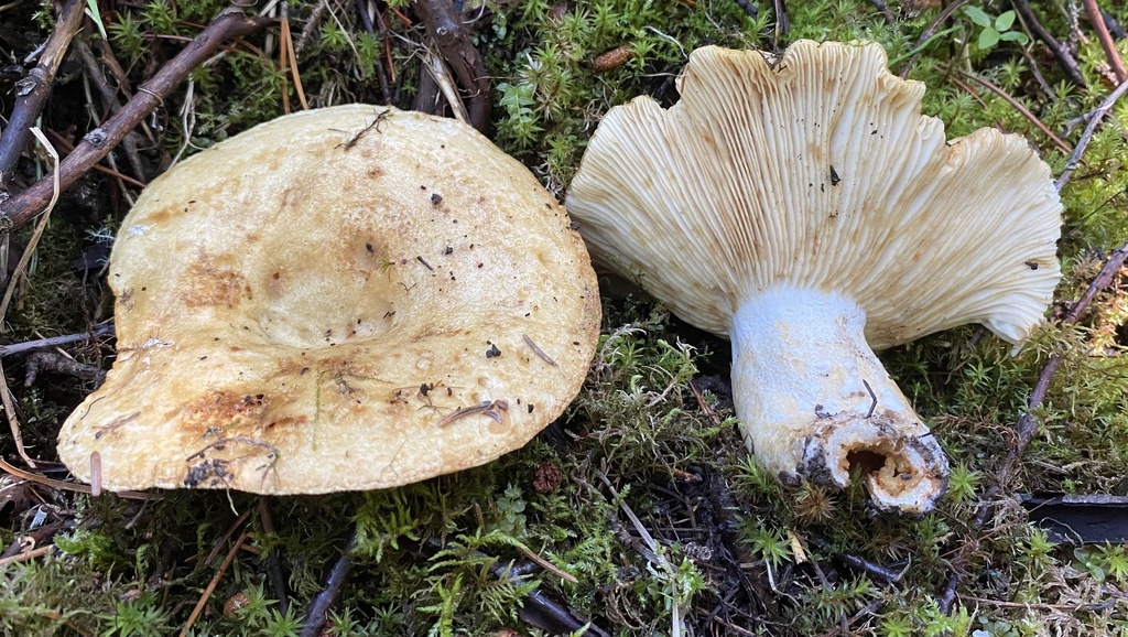 golden milkcap from Custer Gallatin National Forest, Gallatin Gateway ...