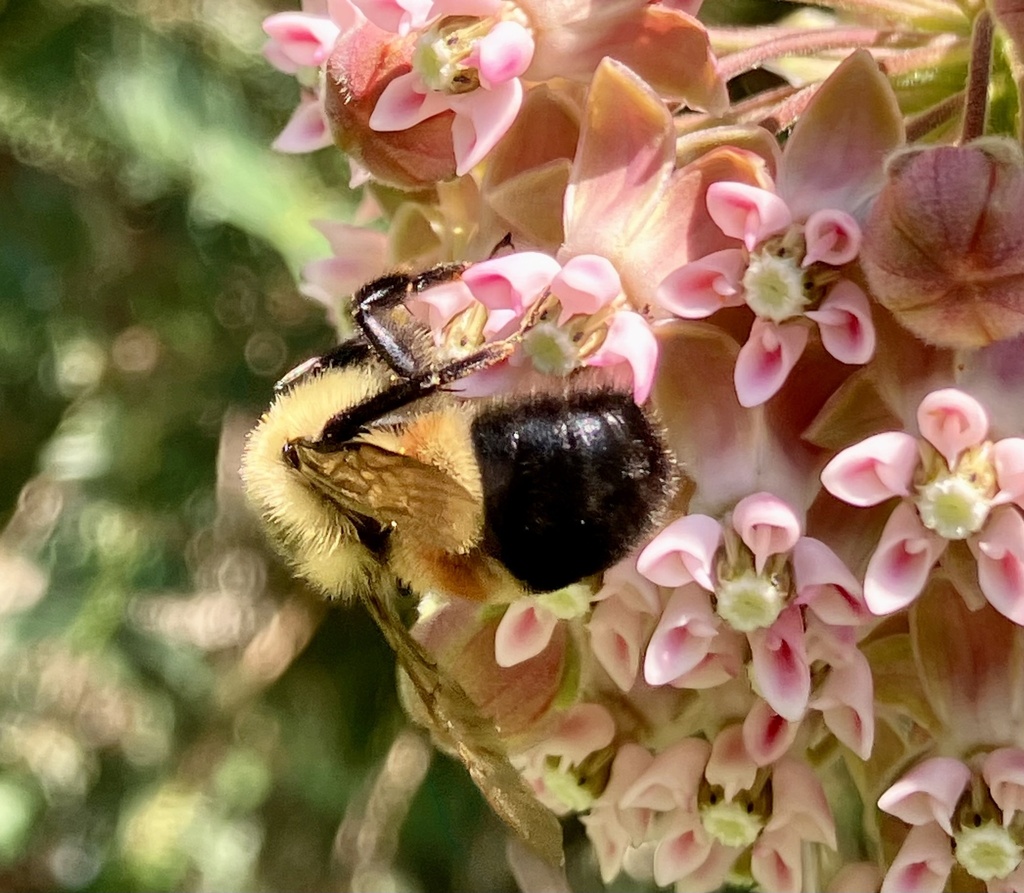 Rusty-patched Bumble Bee in July 2023 by Sara Cavic. On volunteer ...