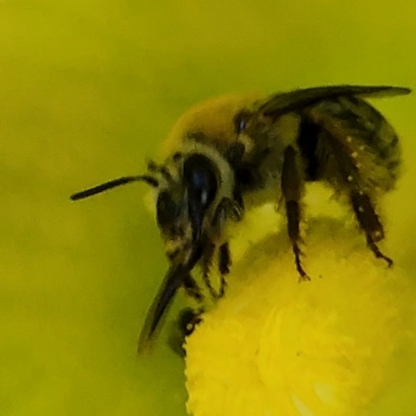 Pruinose Squash Bee from Washington Heights, Milwaukee, WI 53208, USA ...