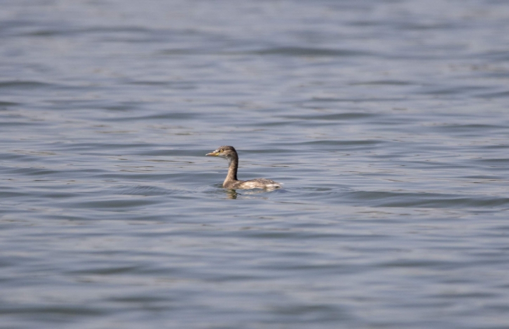 Little Grebe from Kunkuri, Chhattisgarh, India on February 16, 2018 at ...