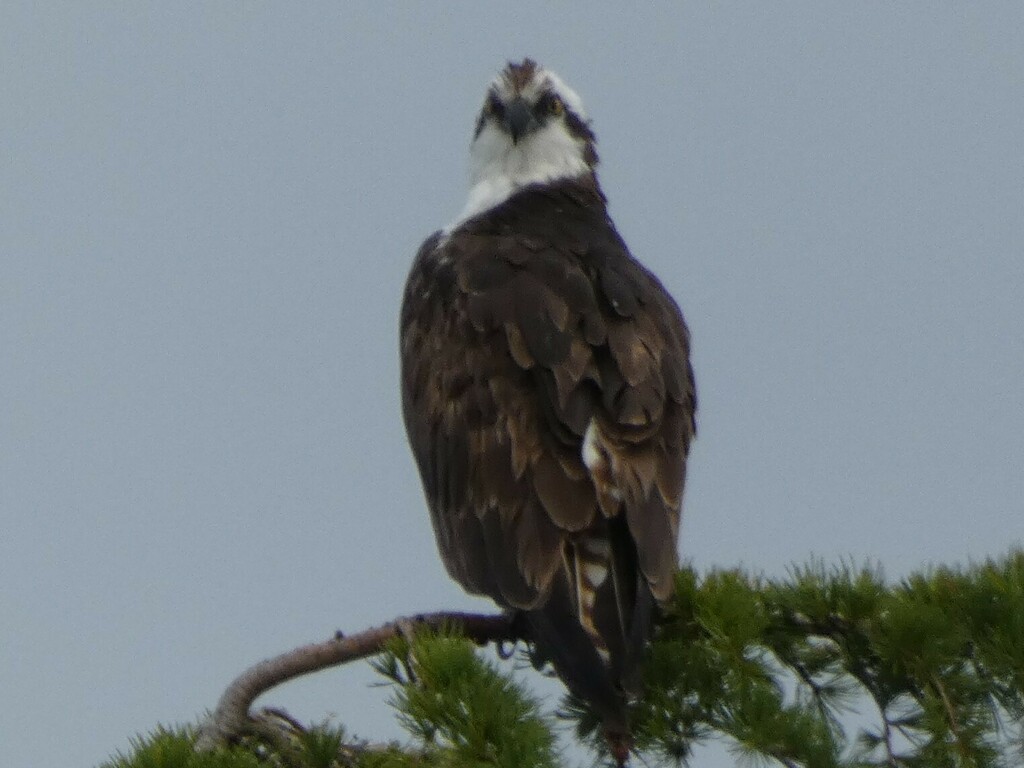 Osprey from North Beach/ Blue Ridge, Seattle, WA, USA on July 30, 2023 ...
