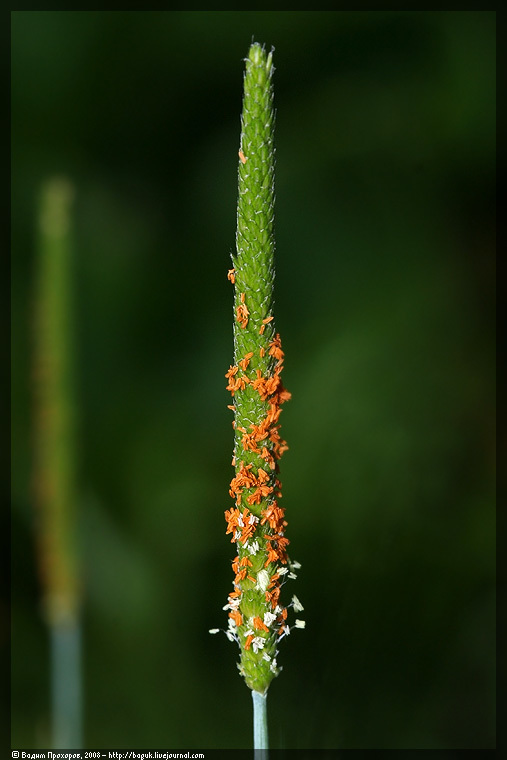 short-awn foxtail (Alopecurus aequalis) - Botanical Realm