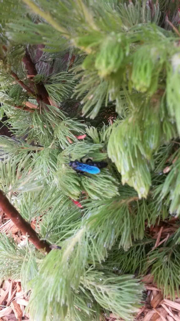Blue Flower Wasp from Glen Eira - Caulfield, AU-VIC, AU on February 23 ...
