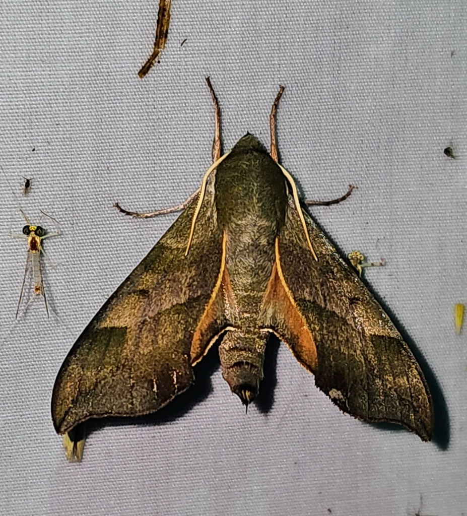 Virginia Creeper Sphinx in July 2023 by Kevin Firth · iNaturalist