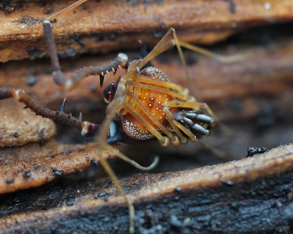 Sadocus asperatus from 4090340 Concepción, Bío Bío, Chile on July 25 ...