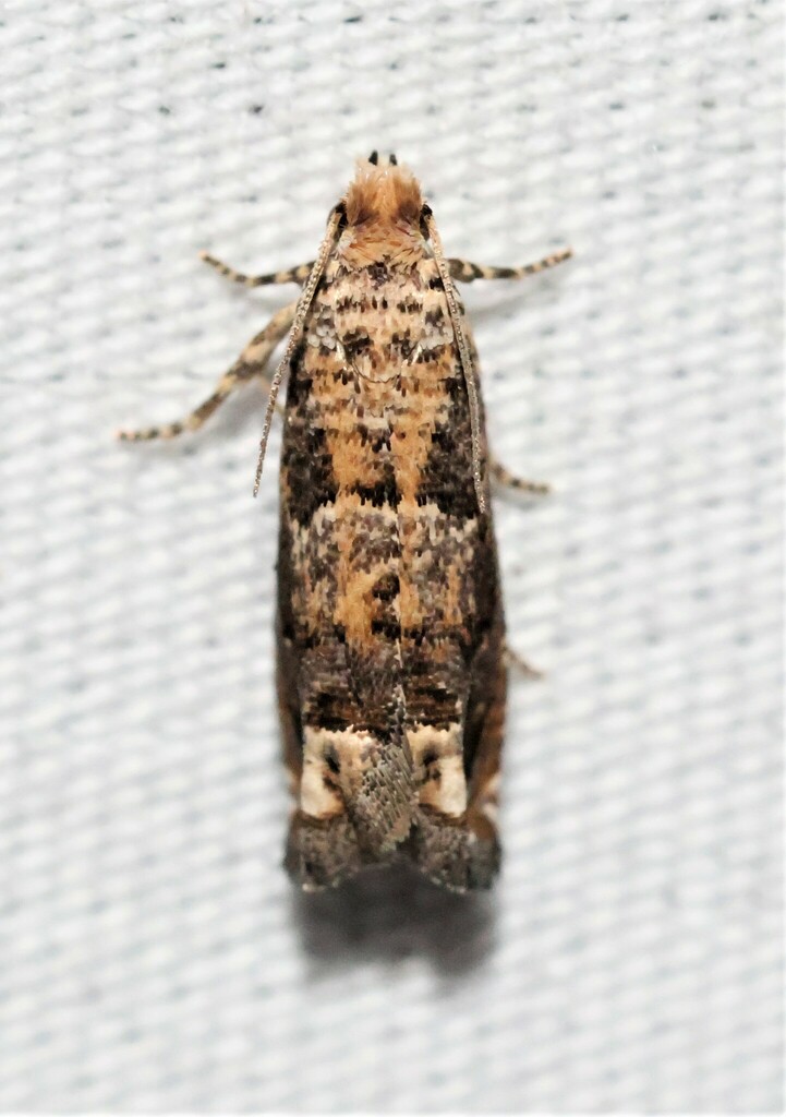 Abrupt Epiblema Moth from 417 W 600 N, Lake Village, IN 46349, USA on ...