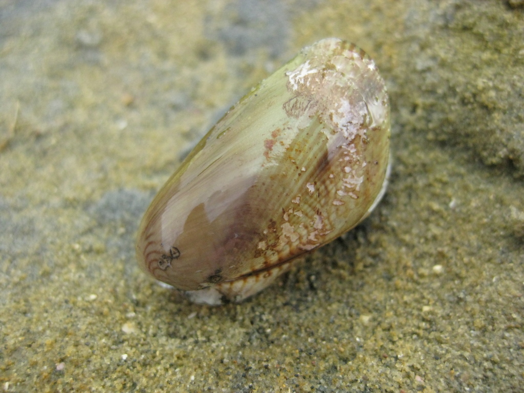Asian Date Mussel from Rodney, NZ-AU, NZ on January 23, 2019 at 05:05 ...