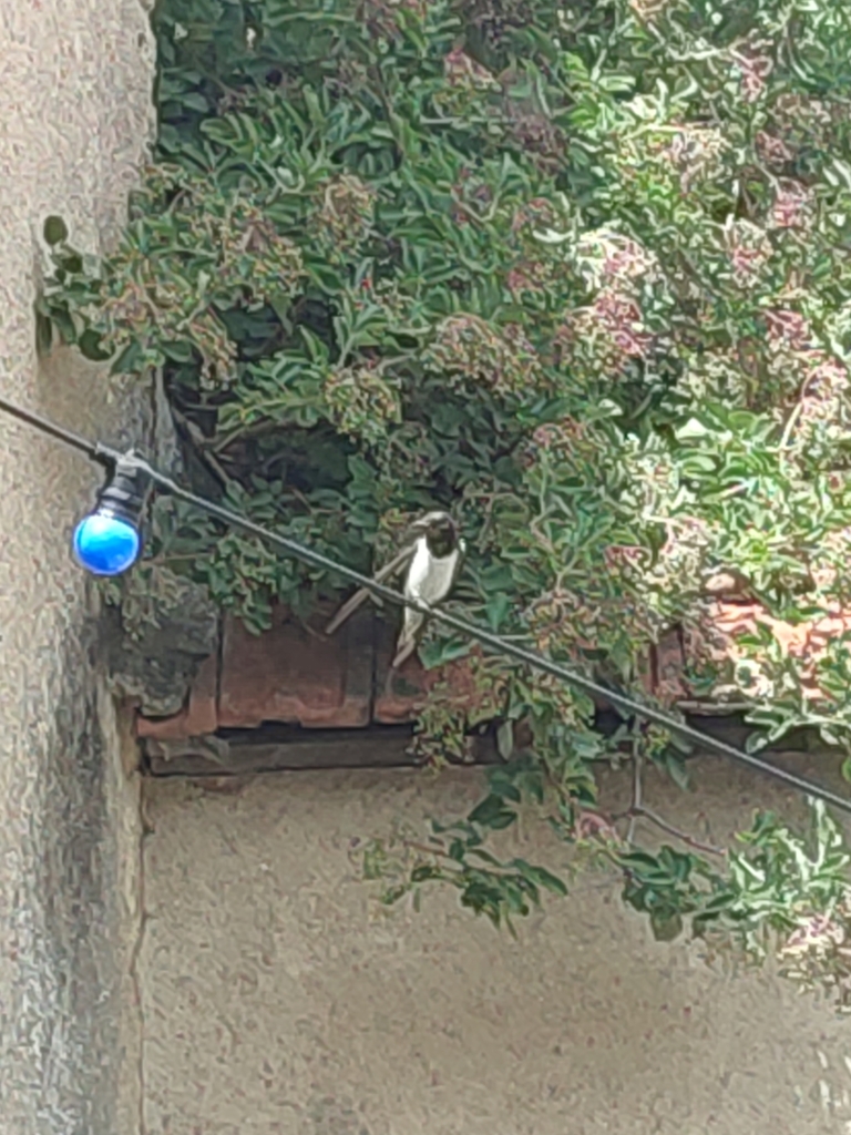 Barn Swallow from Allier, Auvergne, FR on July 30, 2023 at 01:59 PM by ...