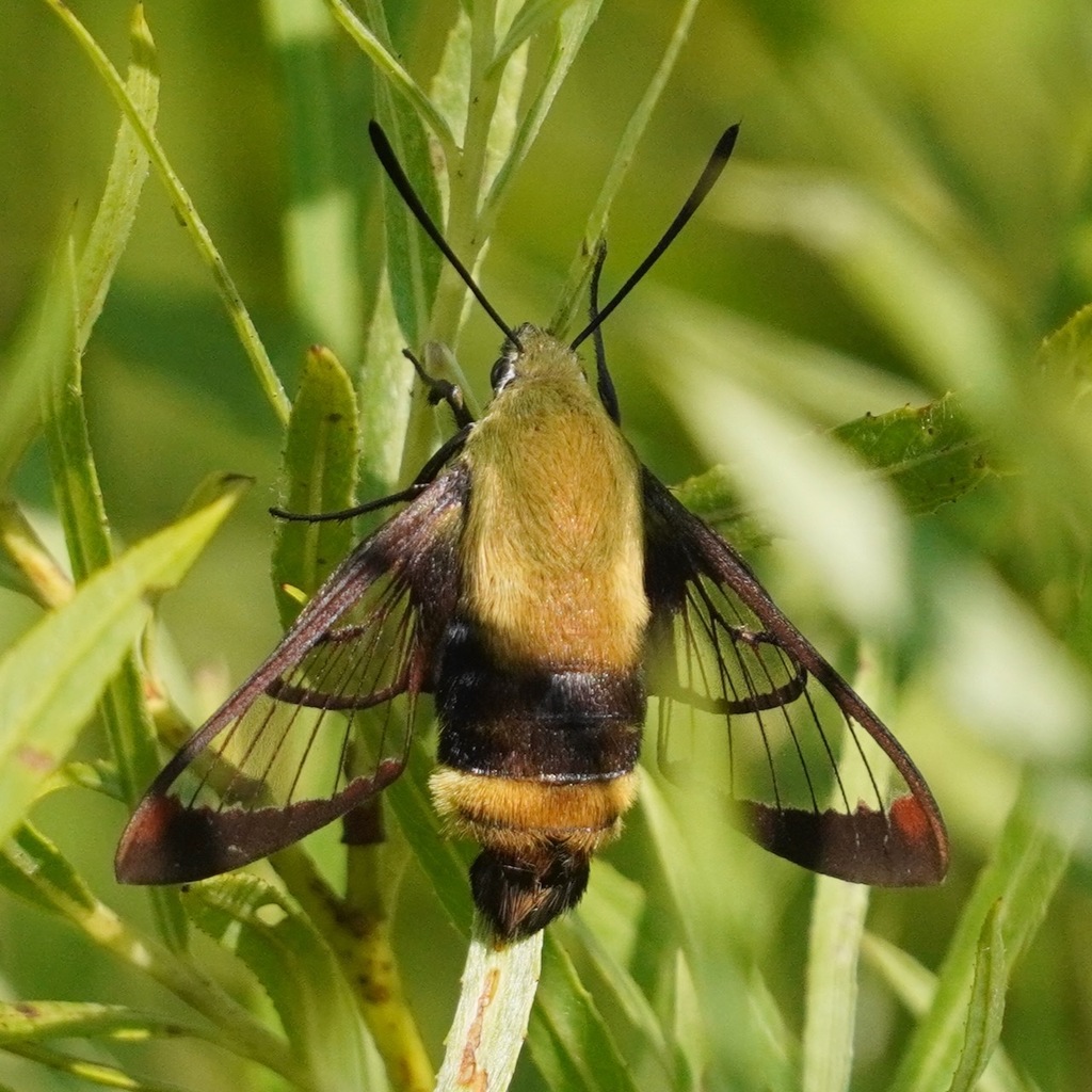 Snowberry Clearwing from Middlesex County, ON, Canada on July 30, 2023 ...