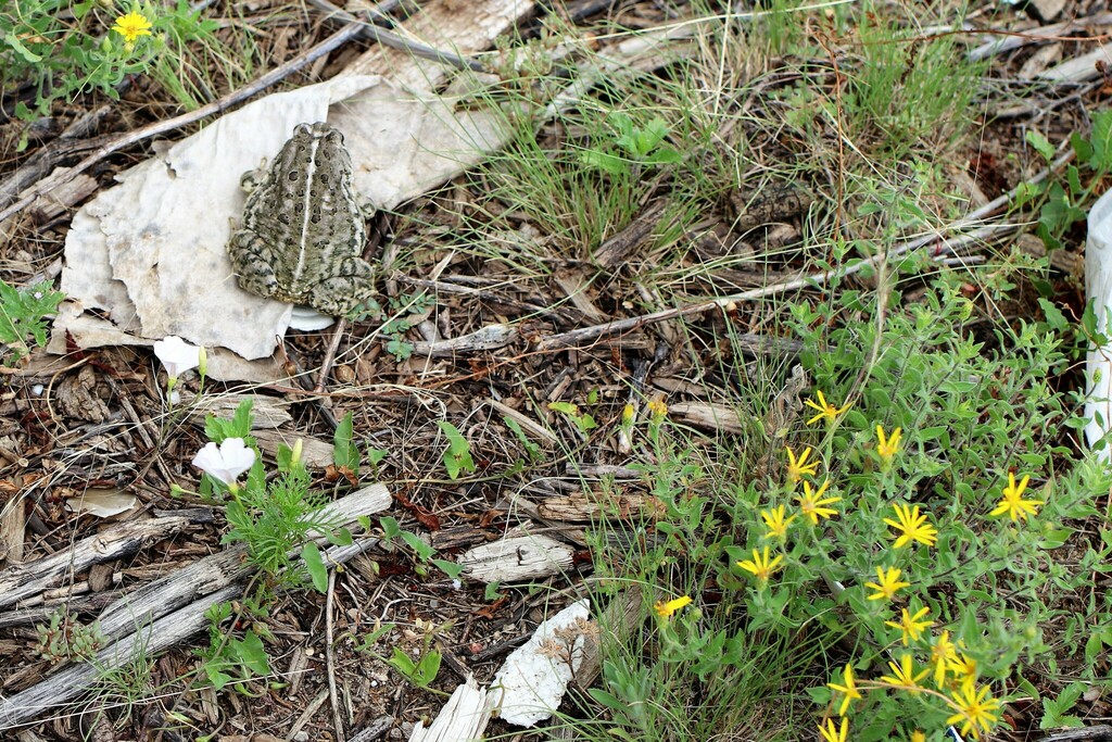 Woodhouse's Toad from Central Park, Denver, CO, USA on July 28, 2023 at ...