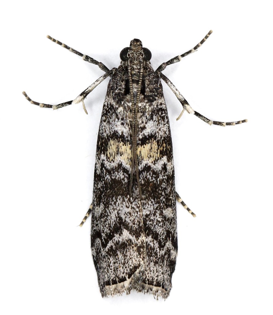 Spruce Coneworm Moth from Newfoundland and Labrador, Canada on July 30 ...