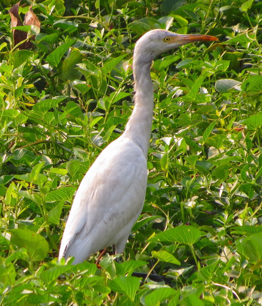 Western Reef-Heron from Pashan Lake, Pune, India on February 10, 2016 ...