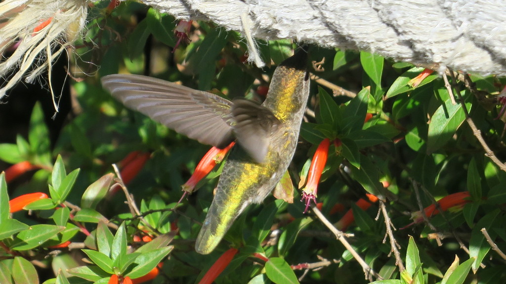 Anna's Hummingbird from San Diego, CA, USA on January 10, 2019 at 08:50 ...