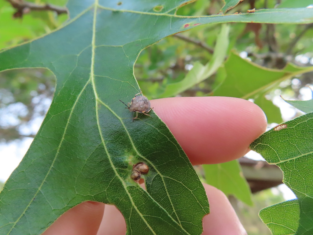 Dendrocoris humeralis from Sauk County, WI, USA on July 23, 2023 at 05: ...