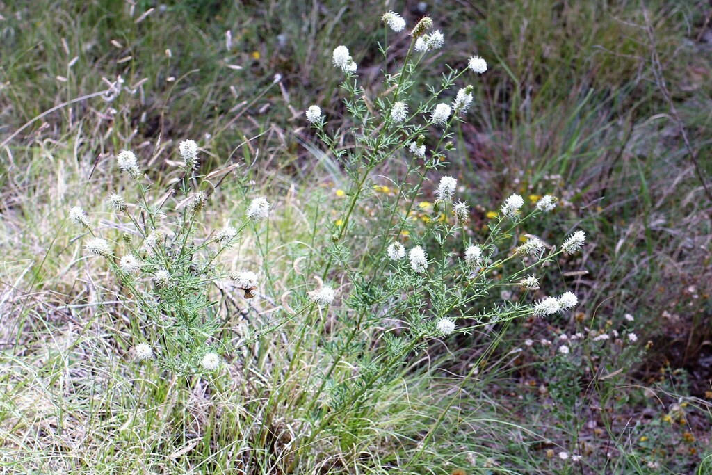 white prairie clover from Central Park, Denver, CO, USA on July 28 ...