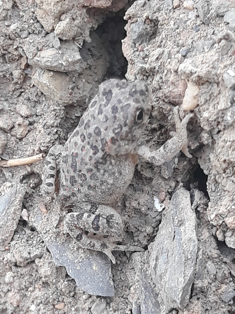 Mauritanian Toad in July 2023 by Karim Haddad · iNaturalist