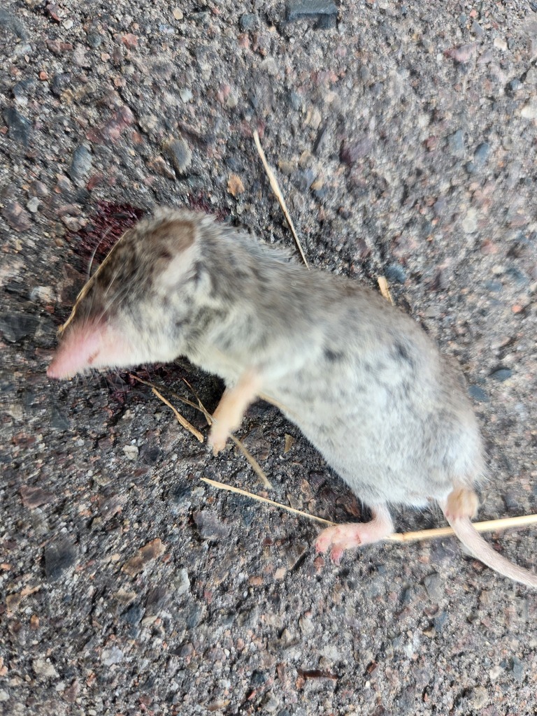 Gray Shrews from Saguaro National Park East, Arizona on July 30, 2023 ...